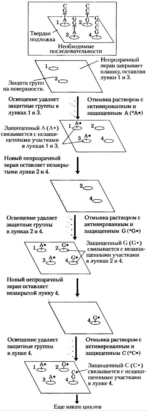 От геномов к протеомам - ТЕХНОЛОГИЯ НА ОСНОВЕ ИНФОРМАЦИИ ИЗ ДНК ...