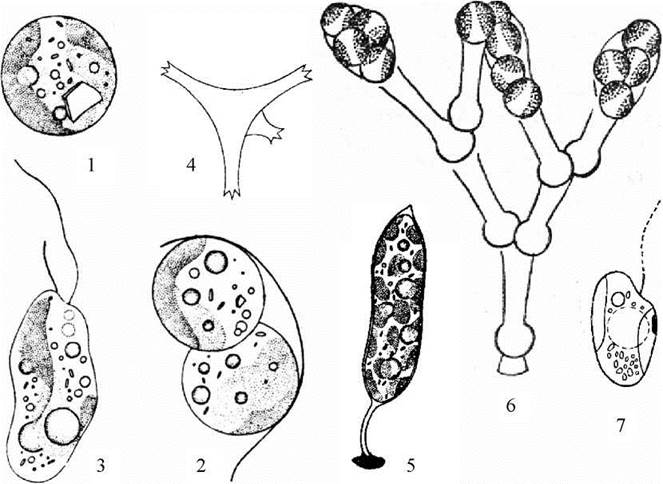 Жовтозелені водорості – Xanthophyta - Альгологія - Костіков І.Ю. - 2009 ...