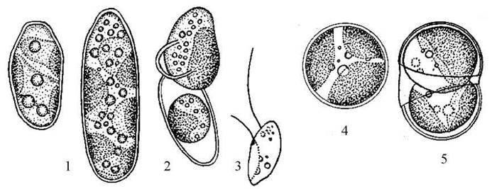 Жовтозелені водорості – Xanthophyta - Альгологія - Костіков І.Ю. - 2009 ...