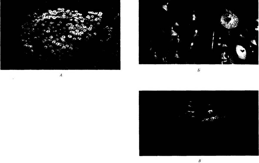 Признаки моховидных - МОХОВИДНЫЕ - РАЗНООБРАЗИЕ - ВВЕДЕНИЕ В БОТАНИКУ ...