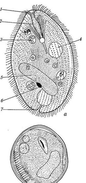 Клас Litostomatea - Тип Війчасті, або Інфузорії (Ciliophora, Infusoria ...