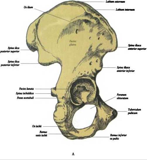 Пояс нижньої кінцівки - Клубова кістка - Кістки нижньої кінцівки, ossa ...