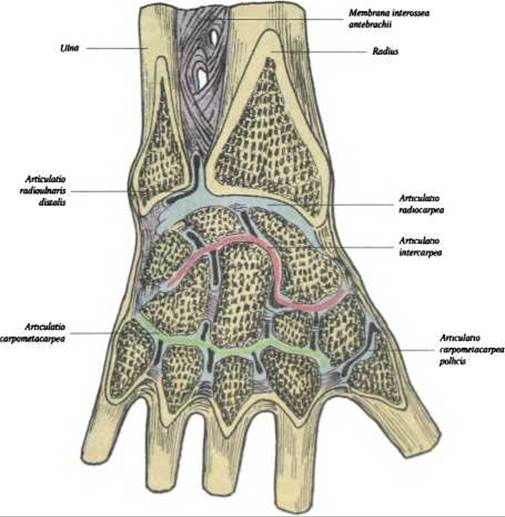 Сполучення кісток верхньої кінцівки, juncturae membri superioris ...