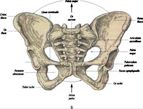 Сполучення кісток нижньої кінцівки, juncturae membri inferioris - Таз у ...