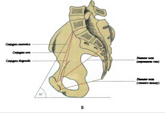 Сполучення кісток нижньої кінцівки, juncturae membri inferioris - Таз у ...