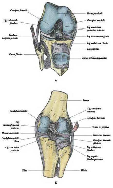 Сполучення кісток нижньої кінцівки, juncturae membri inferioris ...