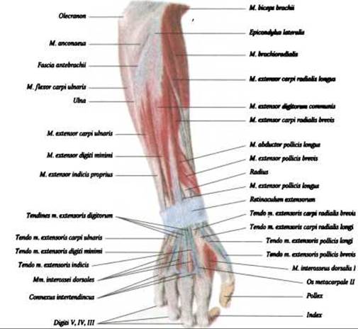 М'язи верхньої кінцівки, musculi membri superioris - М'язи вільної ...