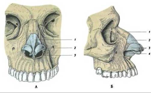 Зовнішній ніс - Дихальна система, systema respiratorium [дихальний ...