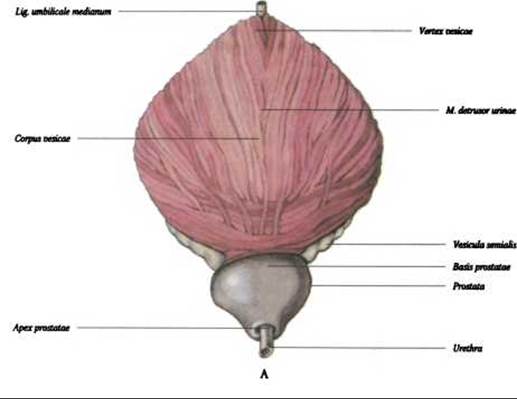 Сечові органи - Сечовий міхур - Сечова система, systema urinarium ...