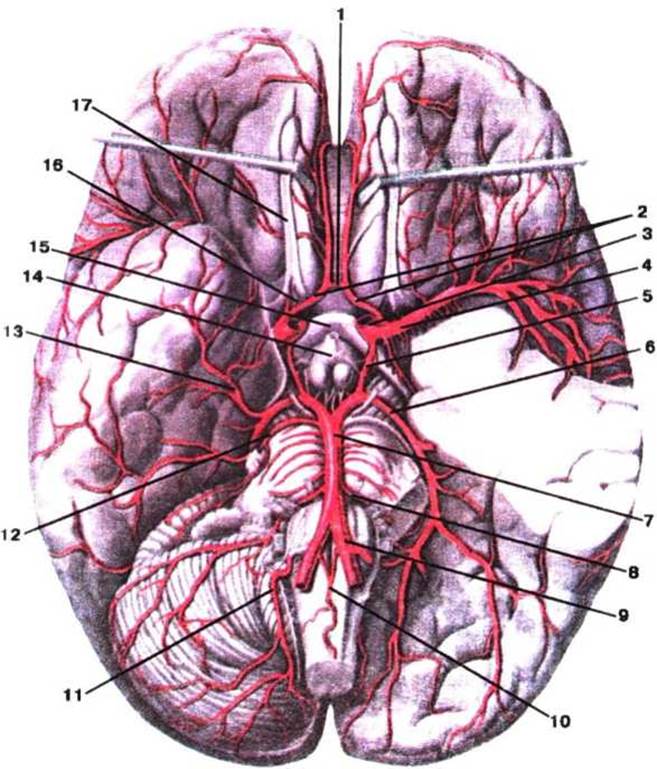 ДОДАТОК 1 до нормальної анатомії голови - Нормальна анатомія