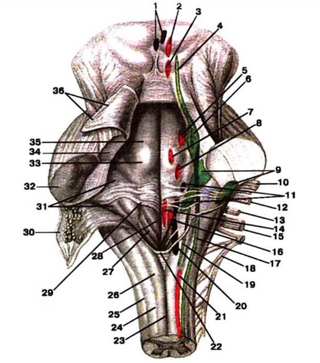 ДОДАТОК 1 до нормальної анатомії голови - Нормальна анатомія