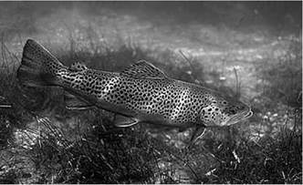 Надряд Клюпеоїднi Clupeomorpha - Група Костисті риби Teleostei ...