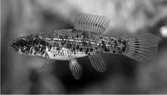 Надряд Клюпеоїднi Clupeomorpha - Група Костисті риби Teleostei ...