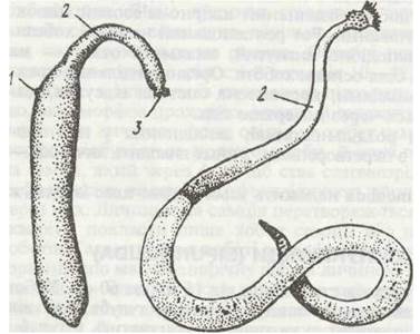 КЛАС СИПУНКУЛІДИІ (SIPUNCULIDA) - ТИП СИПУНКУЛІДИ (SІPUNCULIDA ...