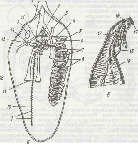 КЛАС СИПУНКУЛІДИІ (SIPUNCULIDA) - ТИП СИПУНКУЛІДИ (SІPUNCULIDA ...