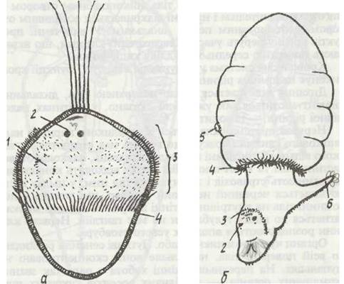 КЛАС СИПУНКУЛІДИІ (SIPUNCULIDA) - ТИП СИПУНКУЛІДИ (SІPUNCULIDA ...