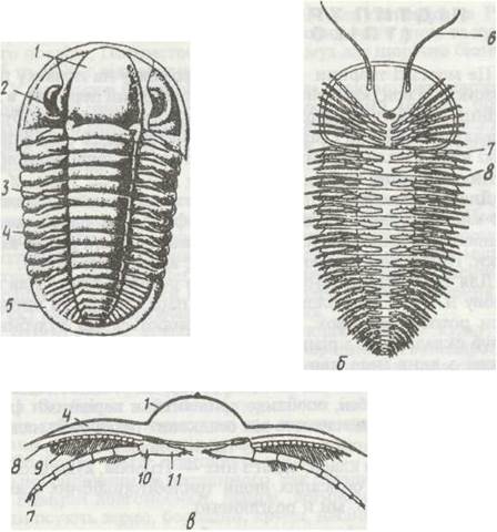 КЛАС ТРИЛОБІТИ (TRILOBITA) - ПІДТИП ТРИЛОБІТОПОДІБHI (TRILOBITOMORPHA ...