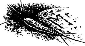 Систематичний огляд комах - КЛАС КОМАХИ, АБО ВІДКРИТОЩЕЛЕПНІ,-INSECTA ...