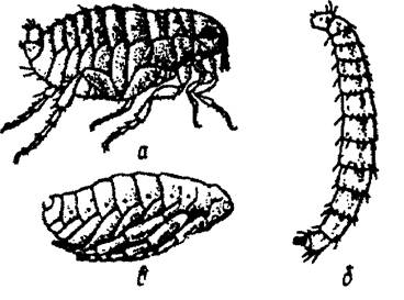 Комахи із повним перетворенням - КЛАС КОМАХИ, АБО ВІДКРИТОЩЕЛЕПНІ ...
