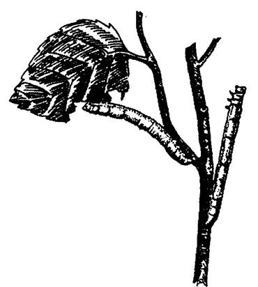 Екологія комах - КЛАС КОМАХИ, АБО ВІДКРИТОЩЕЛЕПНІ,-INSECTA, АБО ...